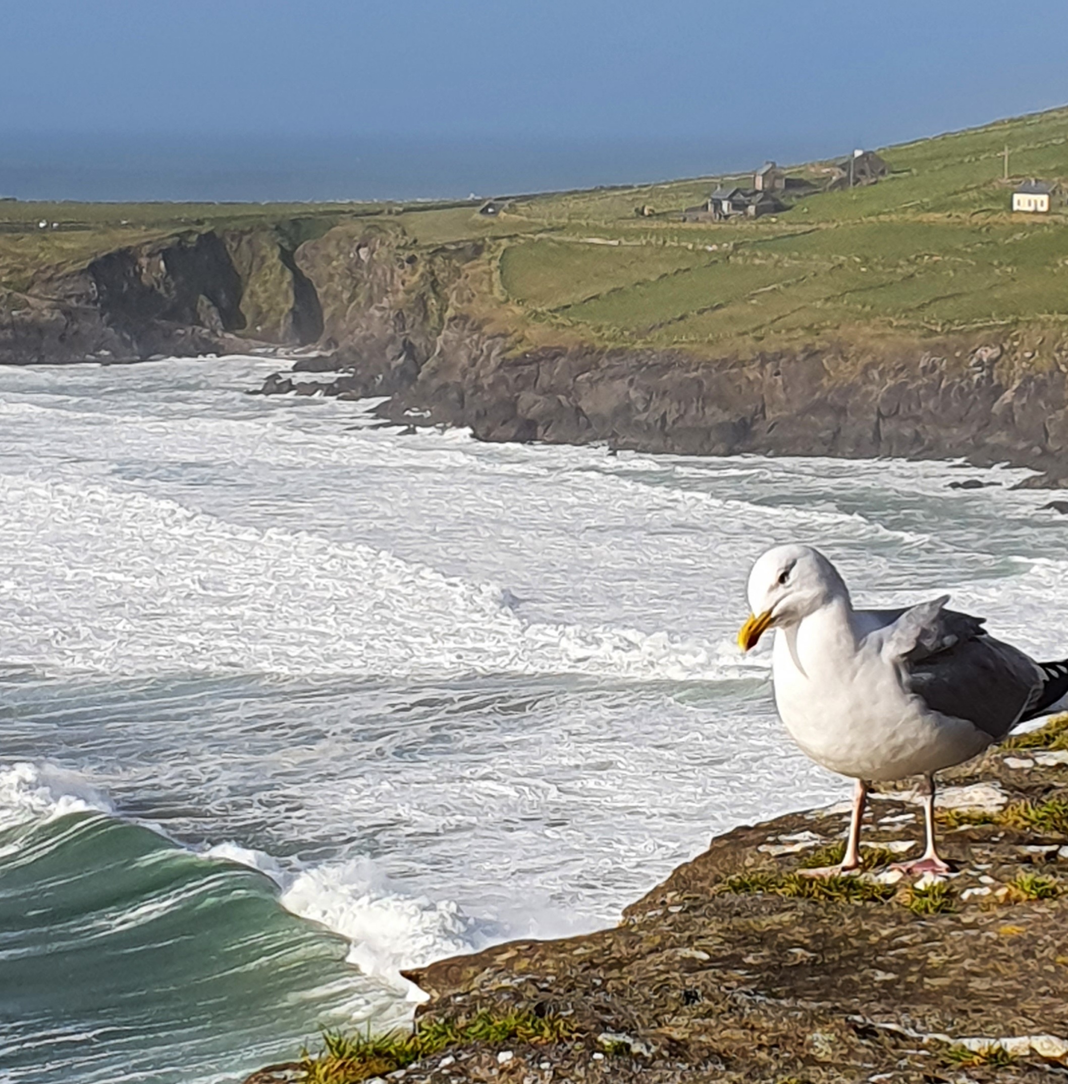 Discover Marine Wonders on Dingle's Sea Life Boat Tour to Blasket Islands