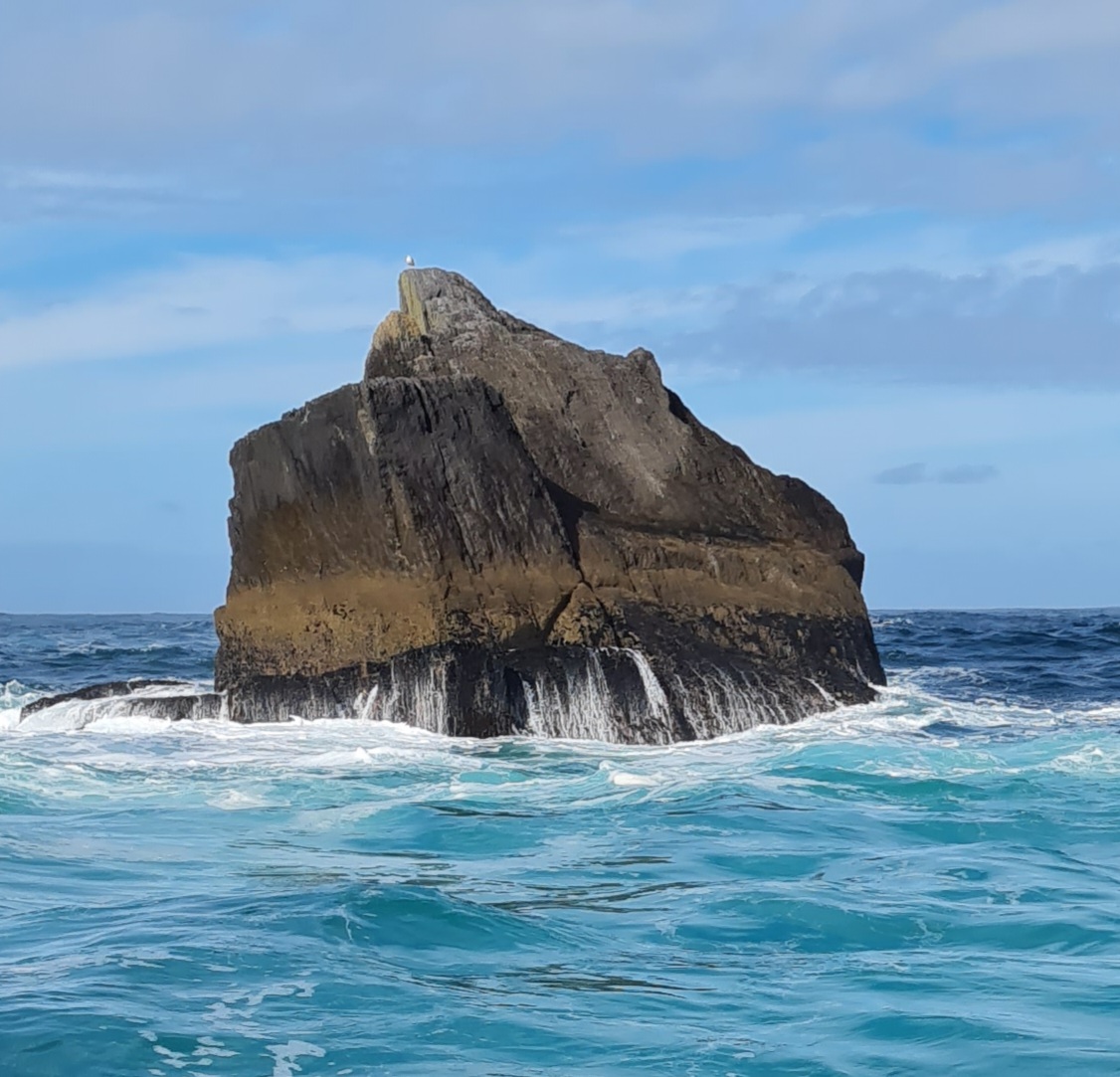 Discover Marine Wonders on Dingle's Sea Life Boat Tour to Blasket Islands