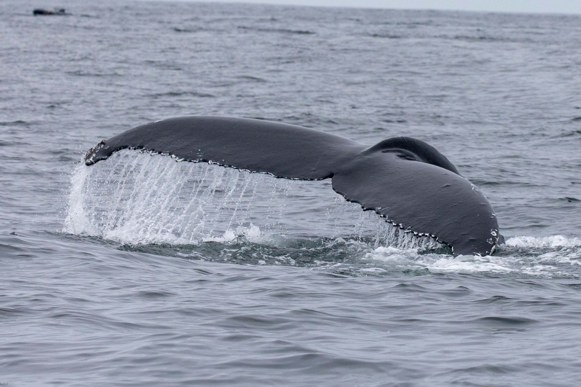 Discover Marine Wonders on Dingle's Sea Life Boat Tour to Blasket Islands