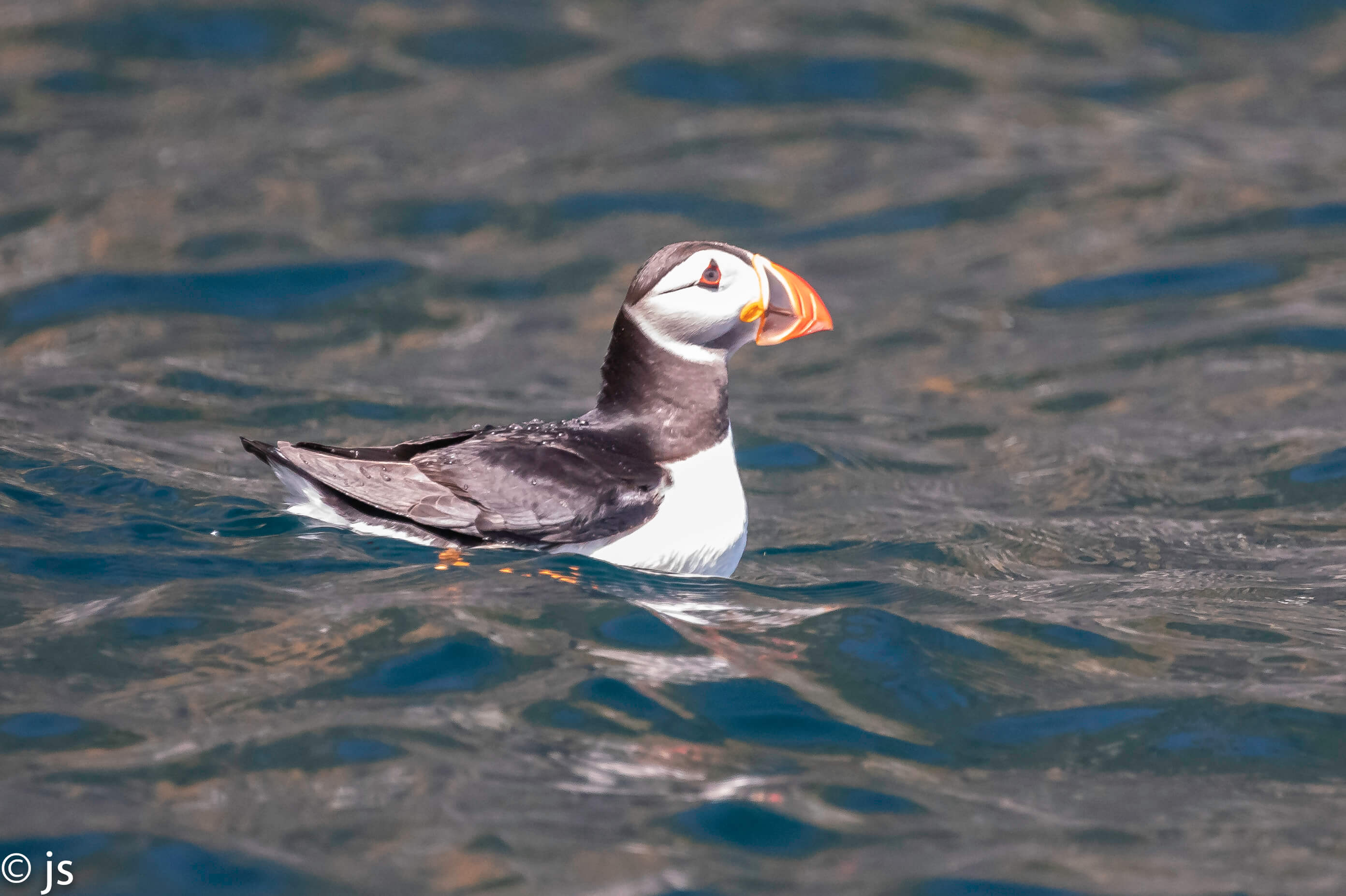 Discover Marine Wonders on Dingle's Sea Life Boat Tour to Blasket Islands