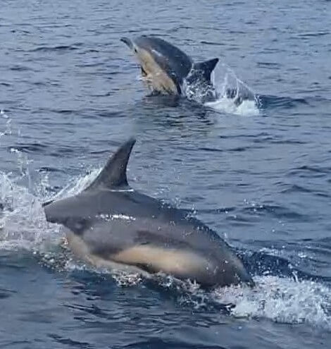 Discover Marine Wonders on Dingle's Sea Life Boat Tour to Blasket Islands