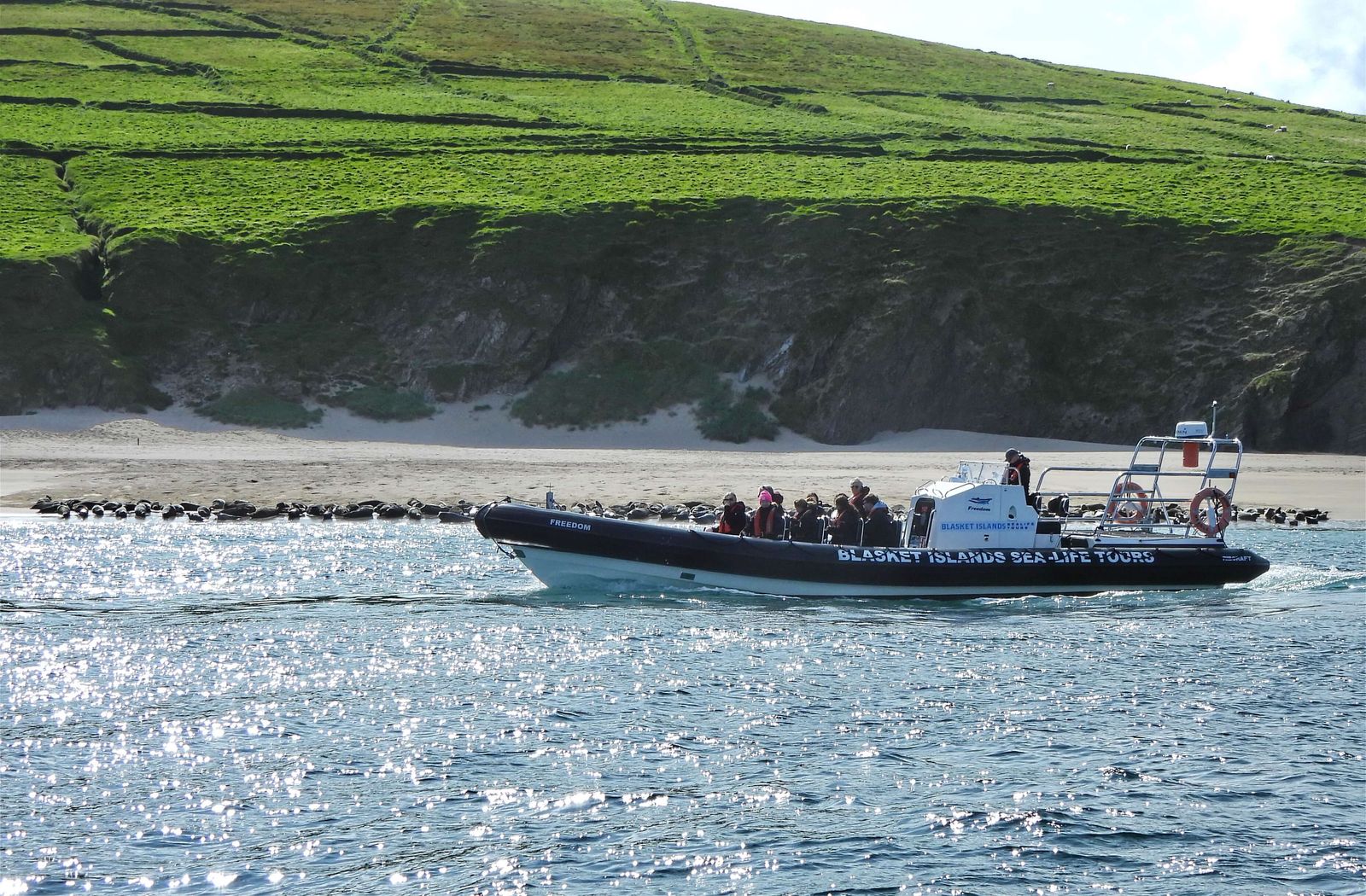 Discover Marine Wonders on Dingle's Sea Life Boat Tour to Blasket Islands