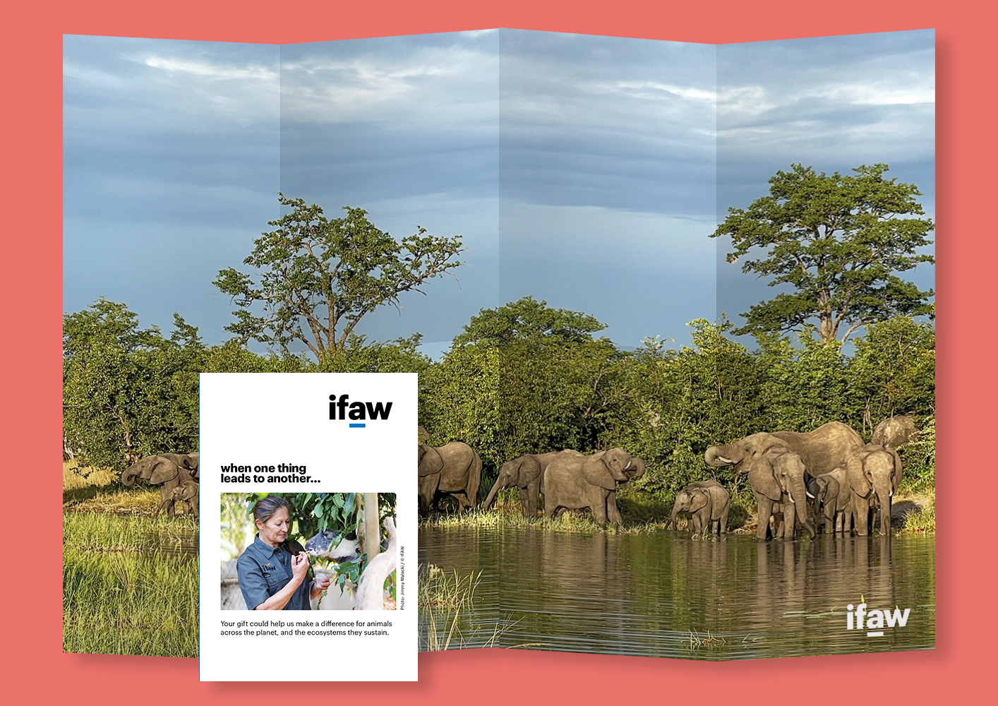 IFAW | Catsnake | The Story Agency