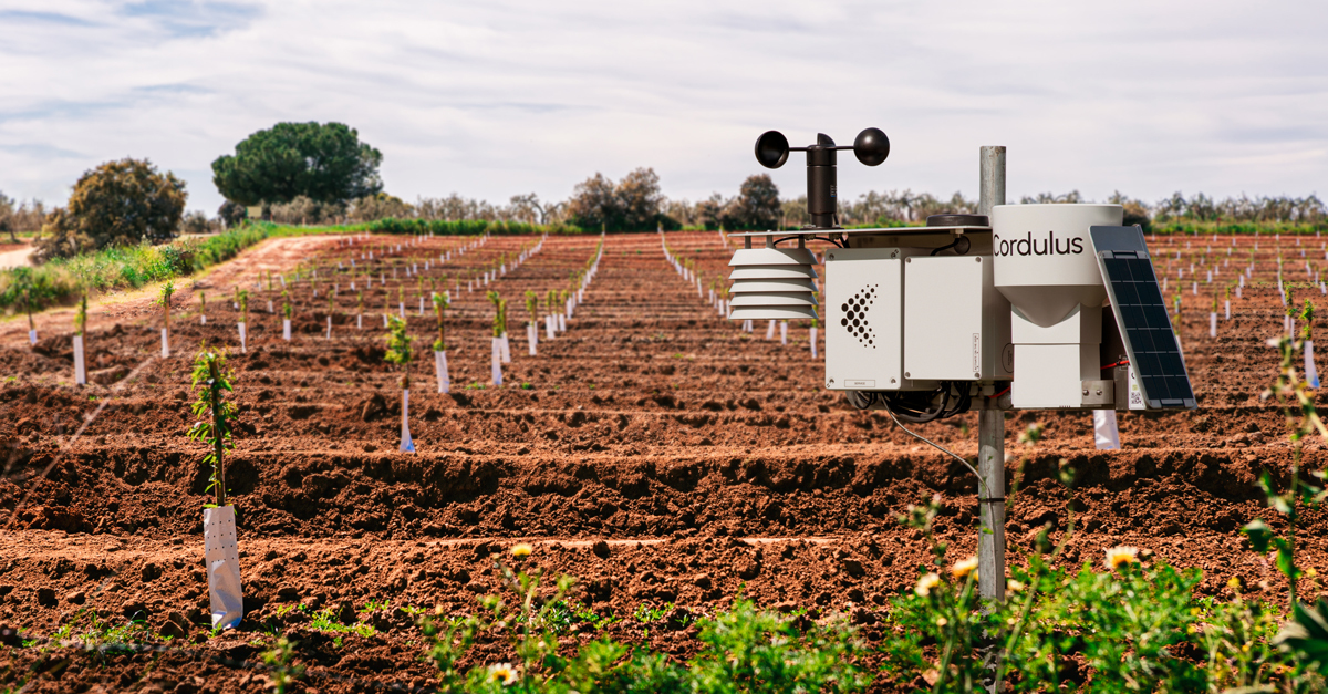 Cordulus Farm se lanza en España | Cordulus - Rethinking Weather