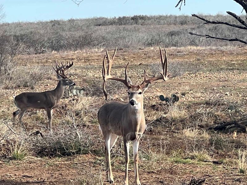 Hunting Ranches for Sale | Texas Ranches For Sale
