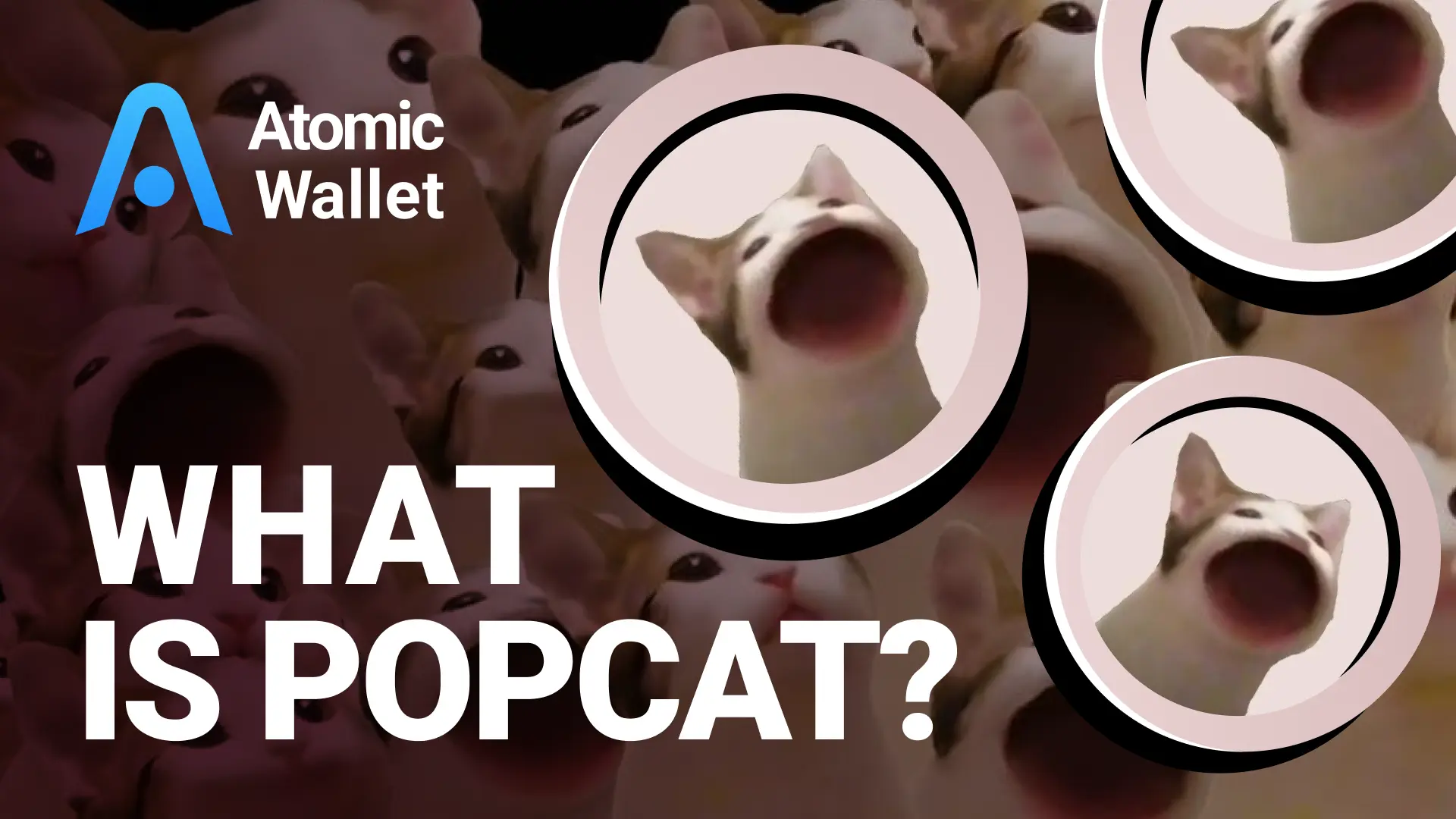 A Deep Dive into Popcat: The Hottest New Solana Memecoin
