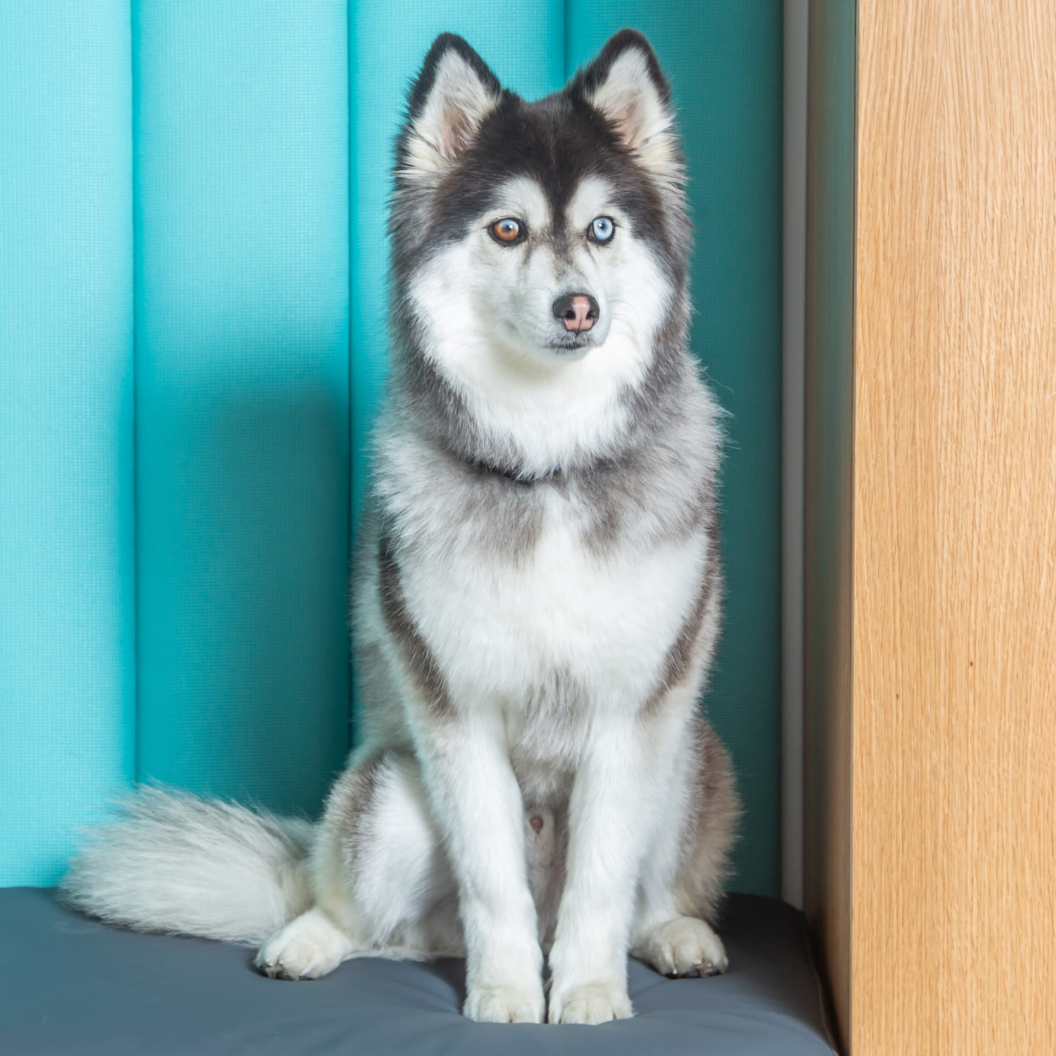 Swish Pulse | Welcome to Swish Pulse