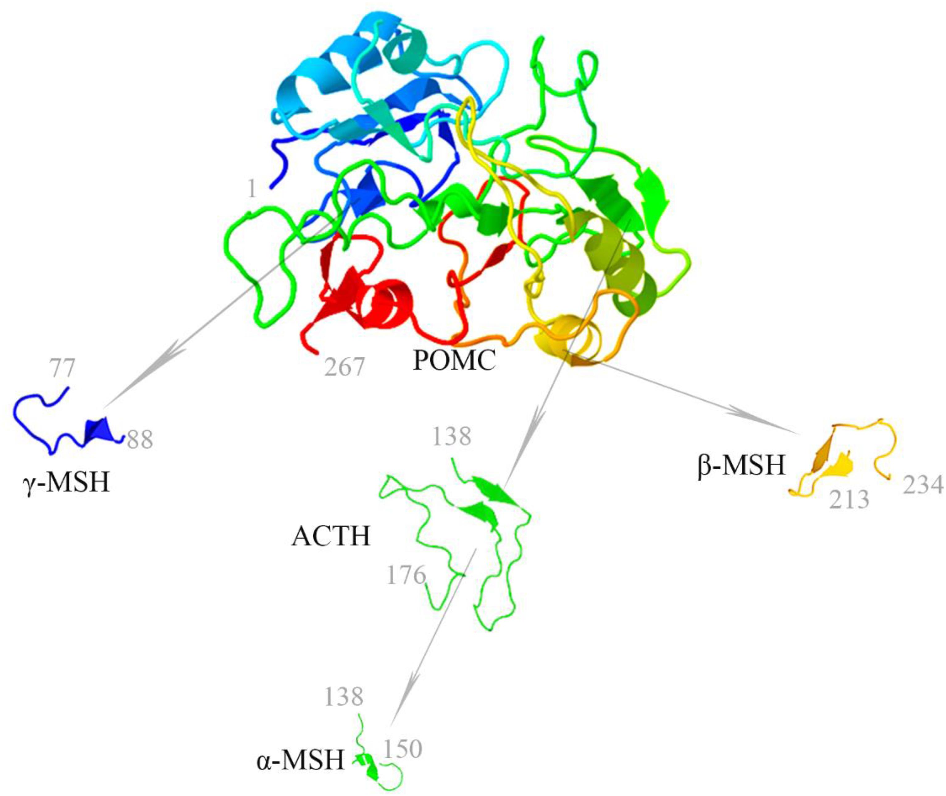 Best Peptides For Mold Illness, Toxicity and Chronic Inflammatory ...
