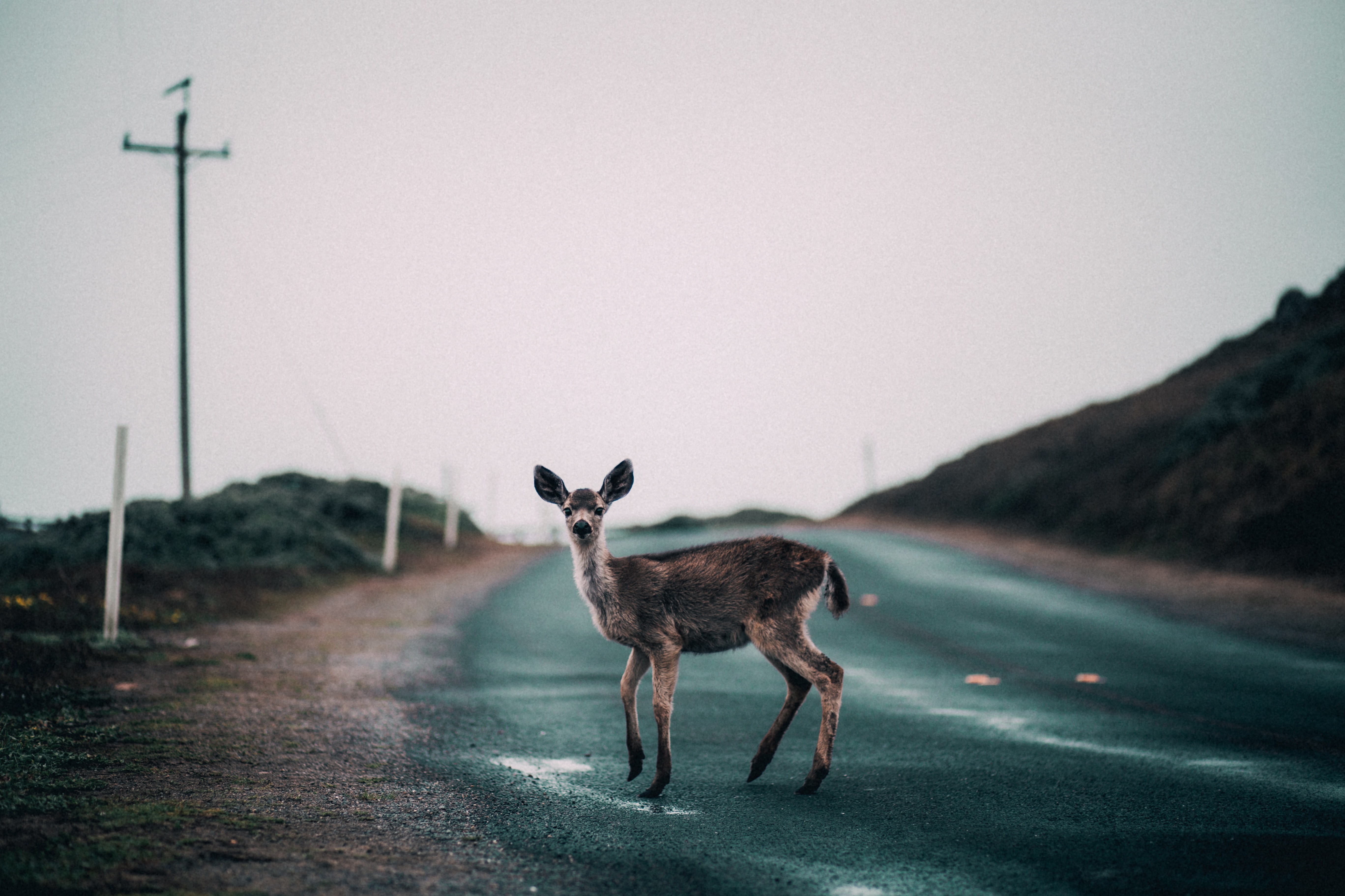 Wildwechsel im Herbst! Mit Vorsicht Wildunfälle vermeiden