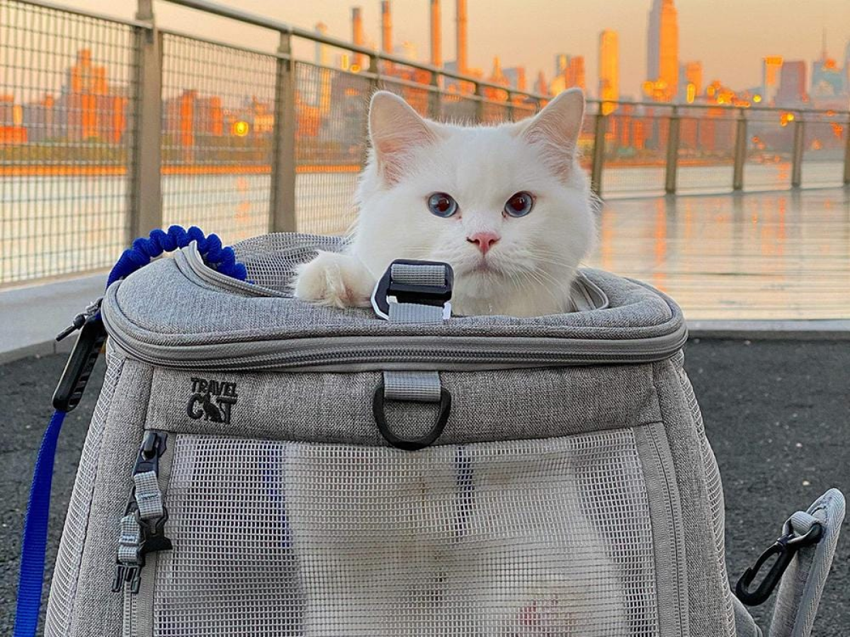 8 Reasons You Should Be Taking Your Cat For A Walk With Travel Cat