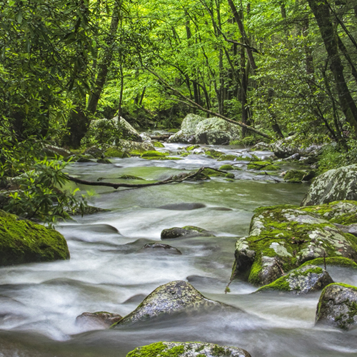 Bears Paw Blue Ridge GA Properties at The Woodland Group