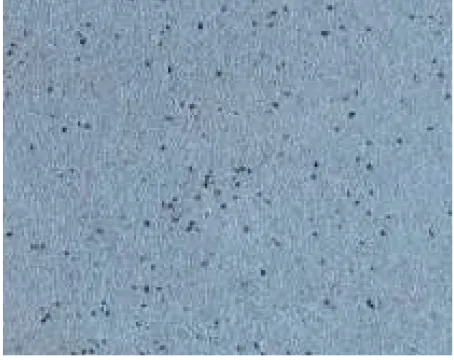 Microcement Color Chart | High Desert Concrete Design - Albuquerque, NM