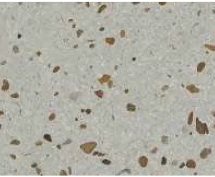 Microcement Color Chart | High Desert Concrete Design - Albuquerque, NM