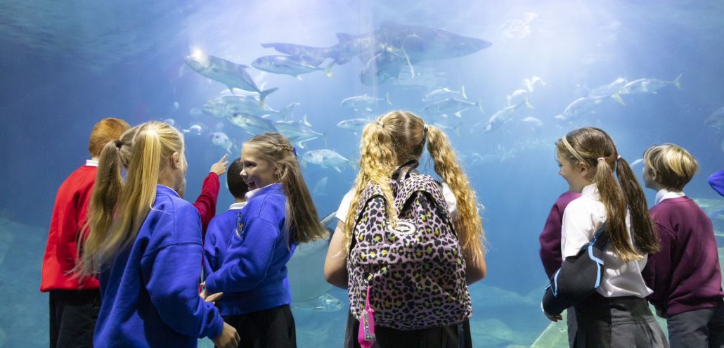 Ocean Curriculum at Cockington Primary School