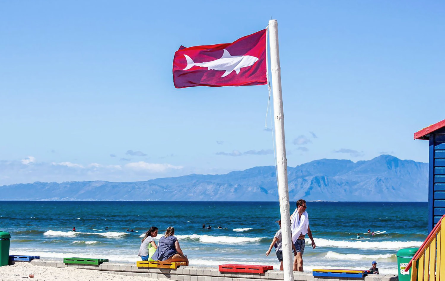 Are the White Sharks back for the Christmas Holidays?