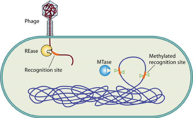 What Are Endonucleases? Definition & Functions