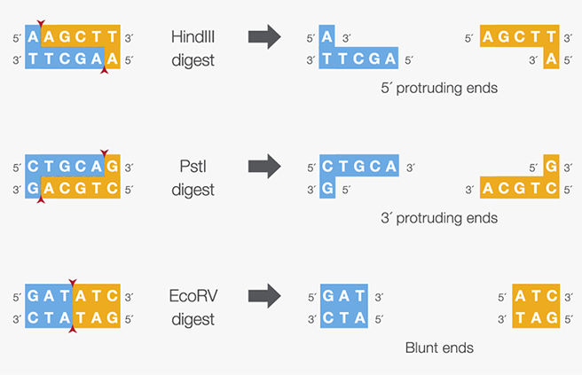 What Are Endonucleases? Definition & Functions