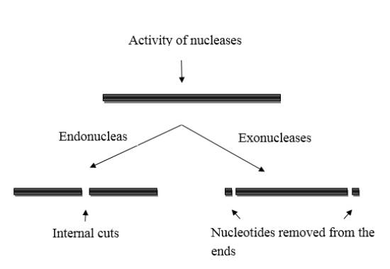 Exonuclease: Overview & Definition of this Important Enzyme