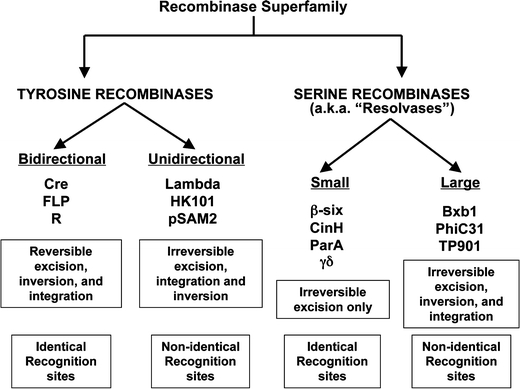 Overview of Recombinase: Definition & Functions