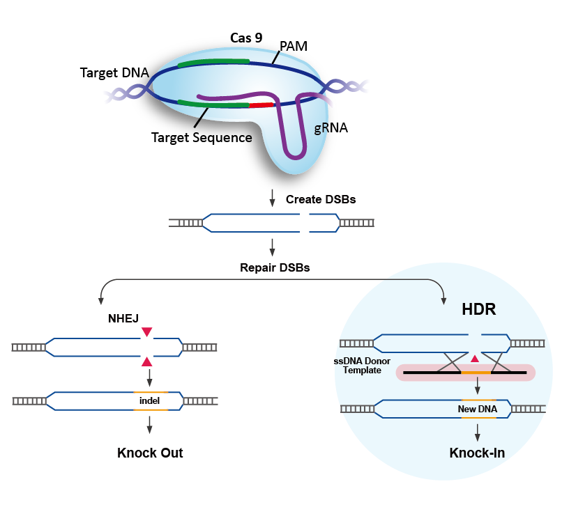 What Is Guide RNA (gRNA)? Definitions & Applications