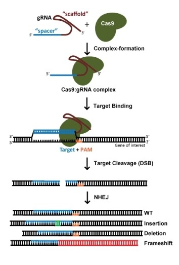 What Is Guide RNA (gRNA)? Definitions & Applications