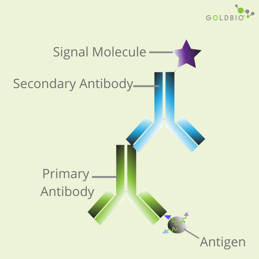 ELISA Antibodies: Overview & Applications
