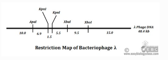 Restriction Enzymes Overview And Application