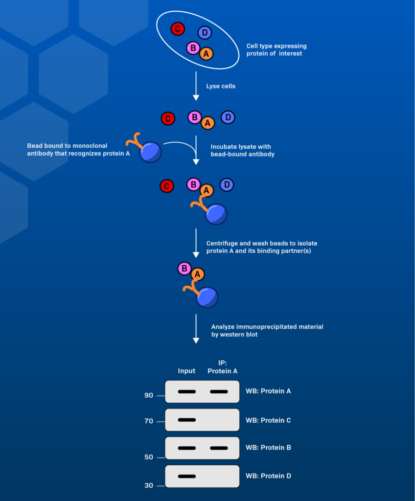 How To Read a Western Blot: A Guide to Understanding Results
