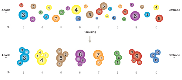 Isoelectric Focusing Electrophoresis: Overview & Application