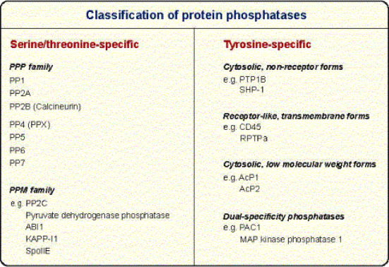 Protein Phosphatase: Overview & Applications