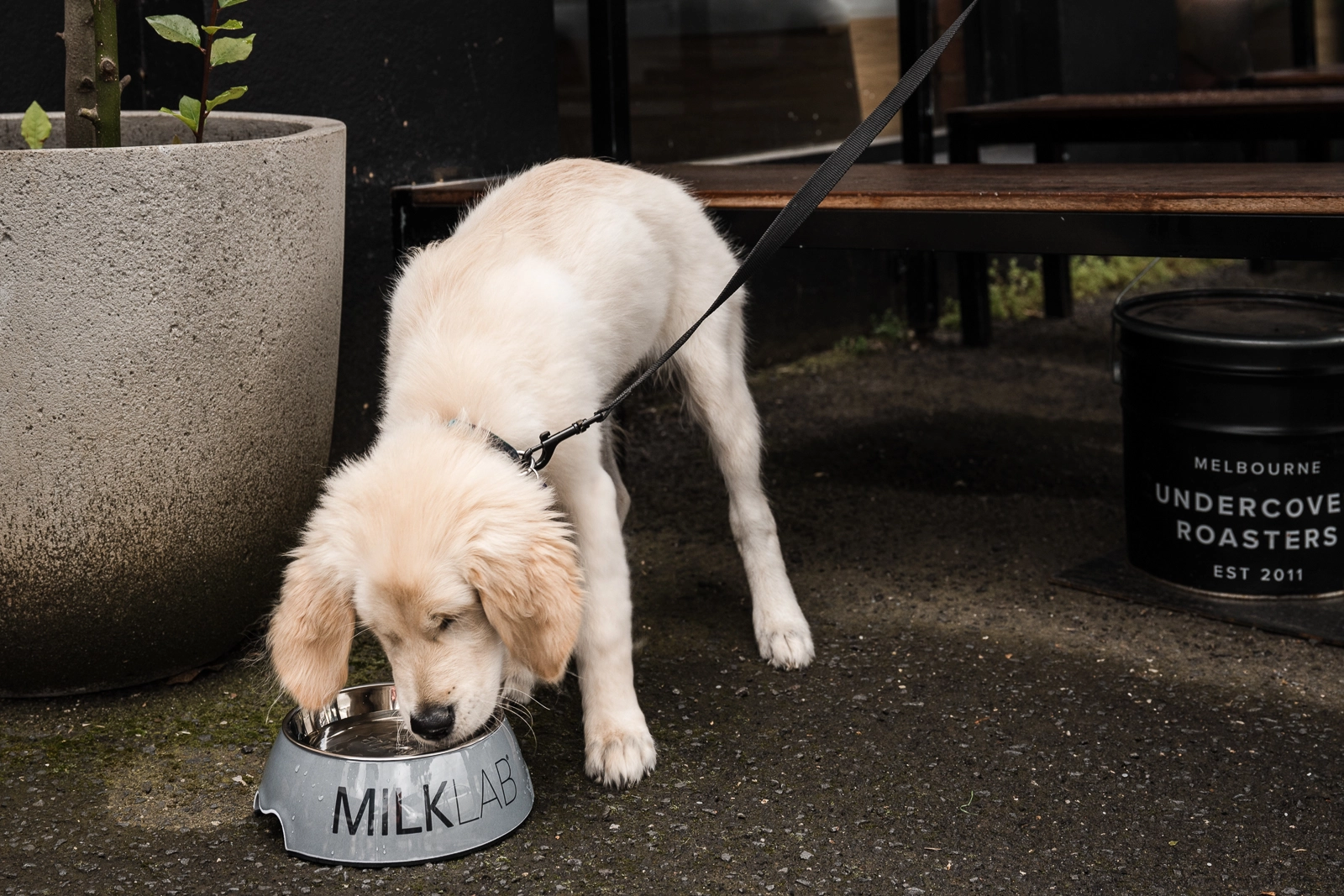 Coffee Chats: MILKLAB x Undercover Roasters | MILKLAB®