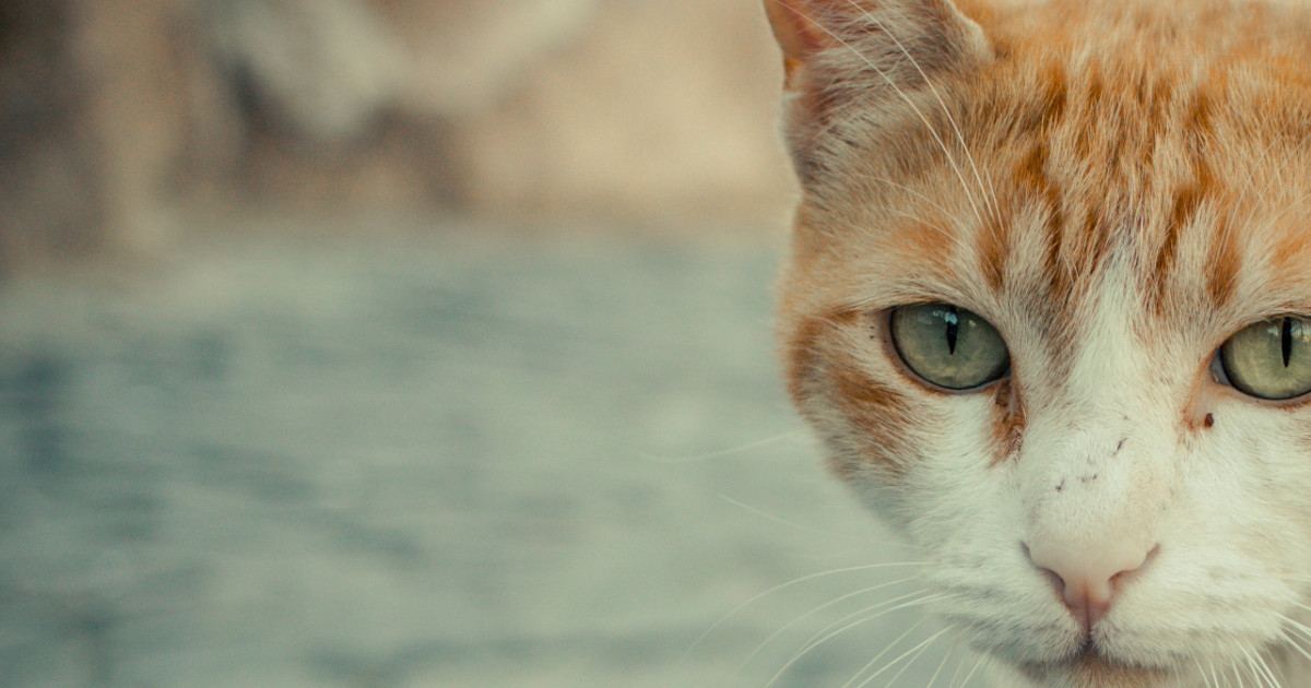 Cats Available for Adoption in Tyler, Texas