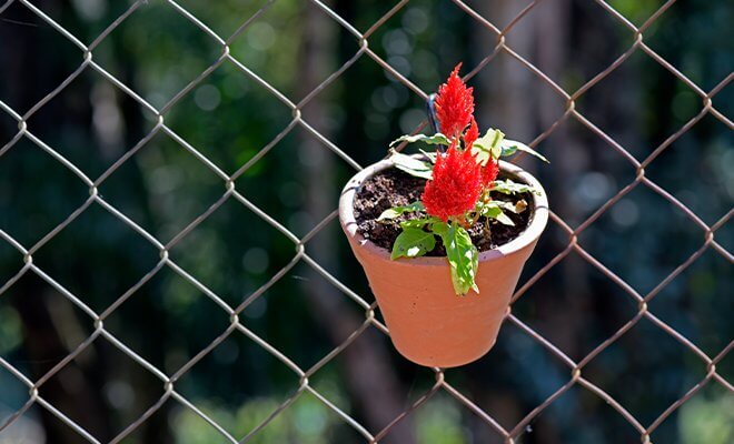 Uncover Ways to Make a Chain Link Fence Look Amazing