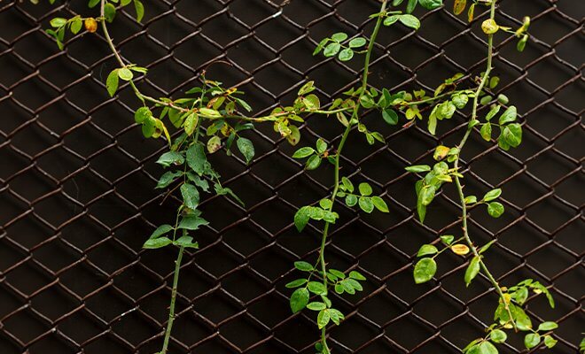 Uncover Ways to Make a Chain Link Fence Look Amazing