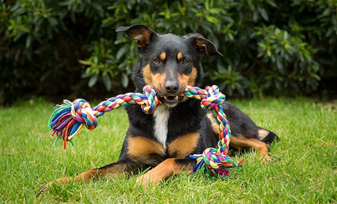 Guide to Keep Your Dog from Digging Under Fence