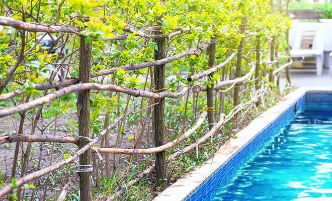 15 Stylish Pool Fence Design Ideas [with photos]