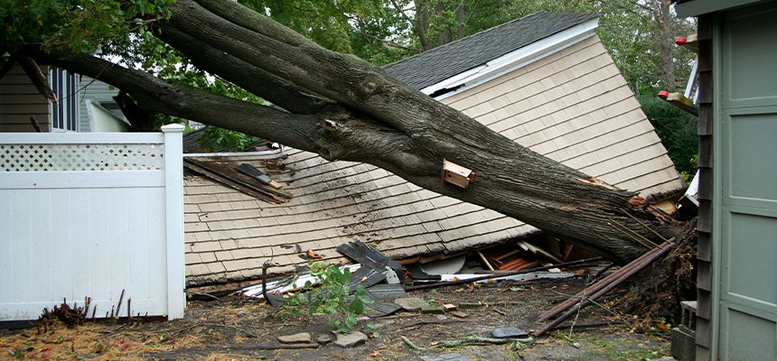 Neighbor's Tree Destroyed Your Fence? Here's What to Do