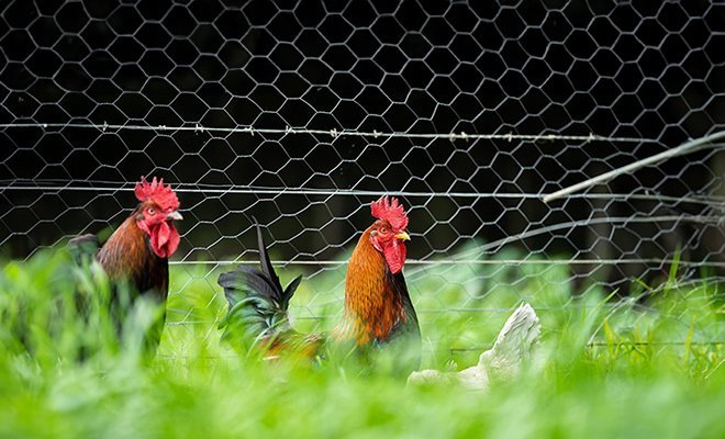 Inexpensive Fence Ideas for Your Backyard