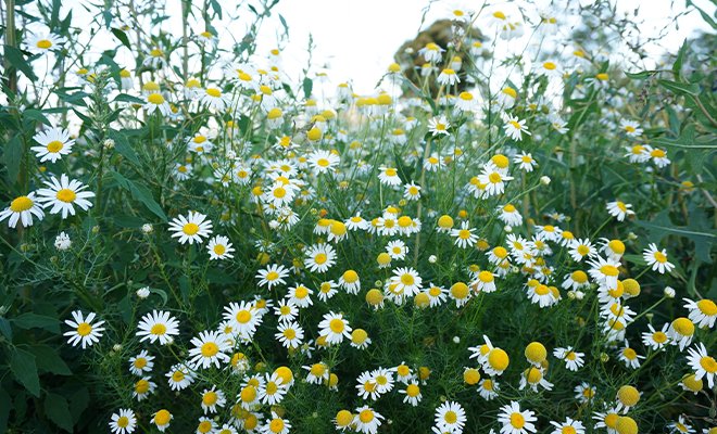 Grass Alternatives for Low-Maintenance Lawn Landscaping