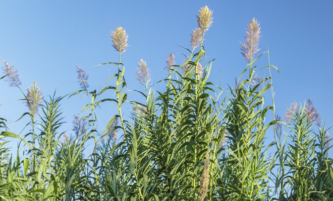 Grass Alternatives for Low-Maintenance Lawn Landscaping