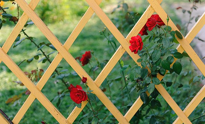 Check Out a Variety of Plants for Your Fence Line