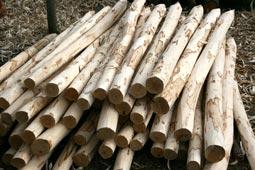 Kent Logs Tree Surgery - Coppicing