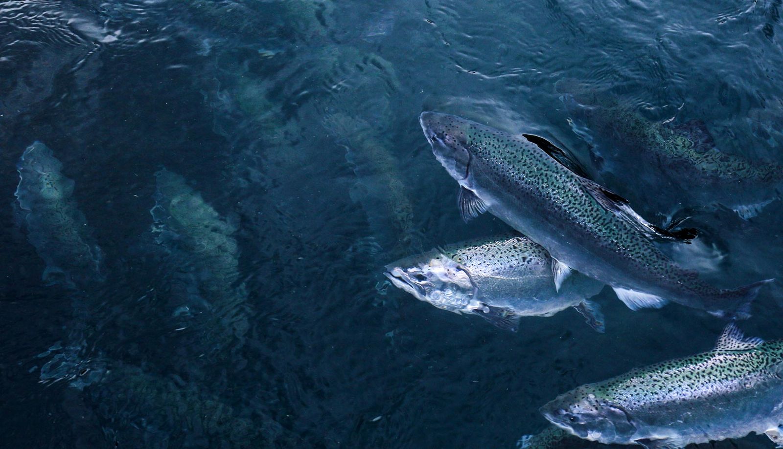 Krill collection for Aquaculture