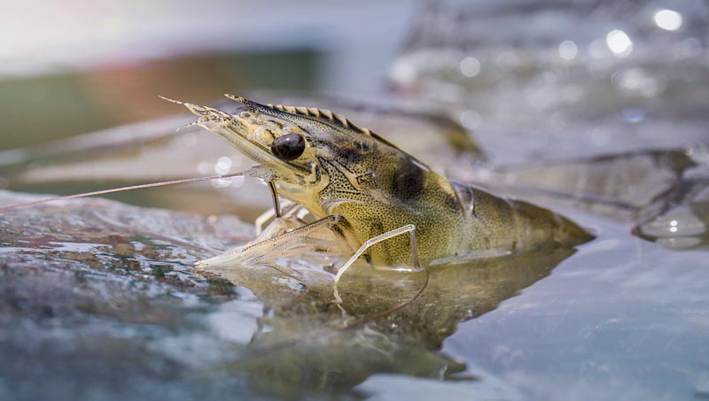 Krill collection for Aquaculture