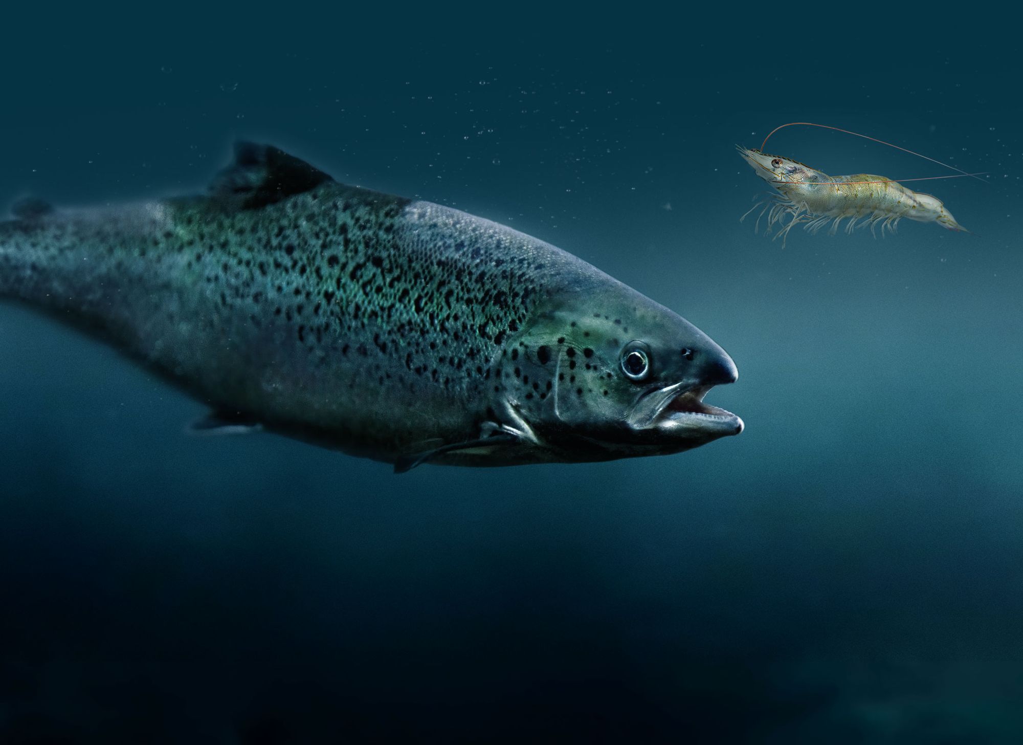 Krill collection for Aquaculture