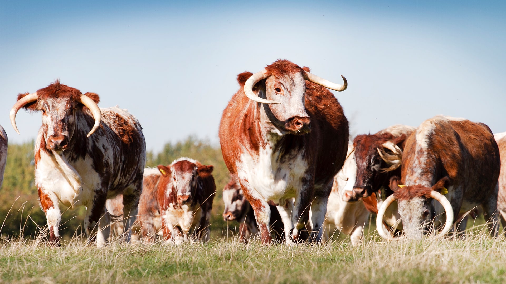 Cornbury House Farm - Home