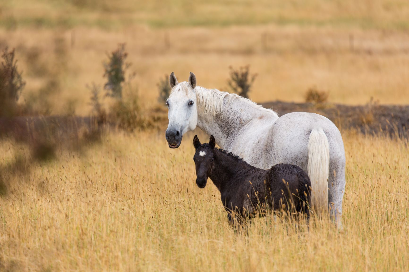 Weatherbys Scientific Australia