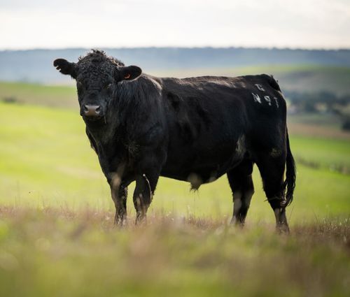 Weatherbys Scientific Australia