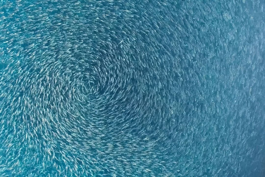 Weatherbys Scientific Australia