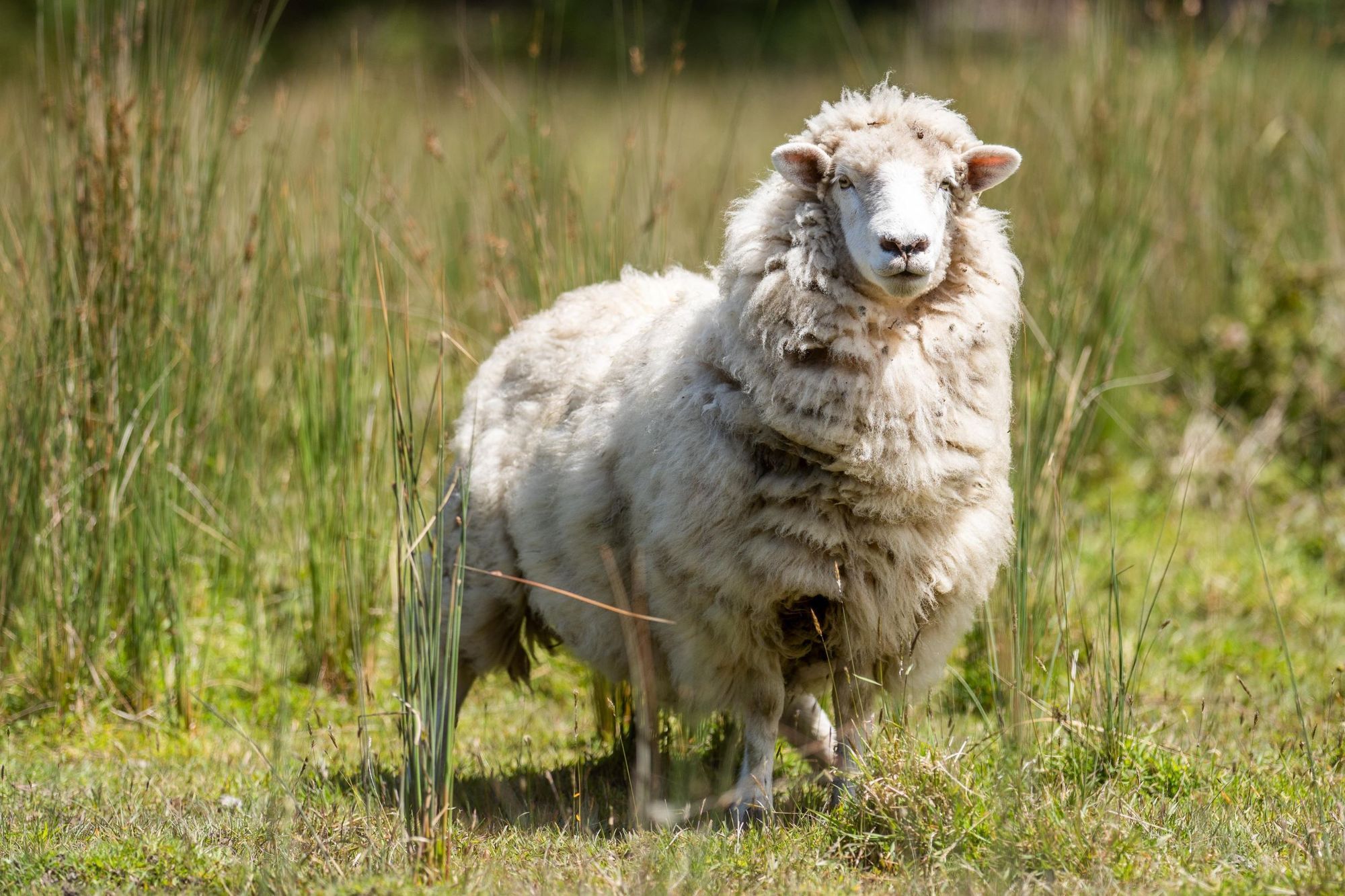 Weatherbys Scientific Australia